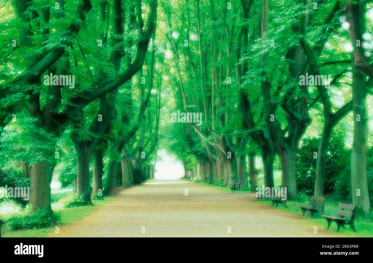 Linden avenue in spring, Europe, Germany, tilioideae (Tiliaceae ...