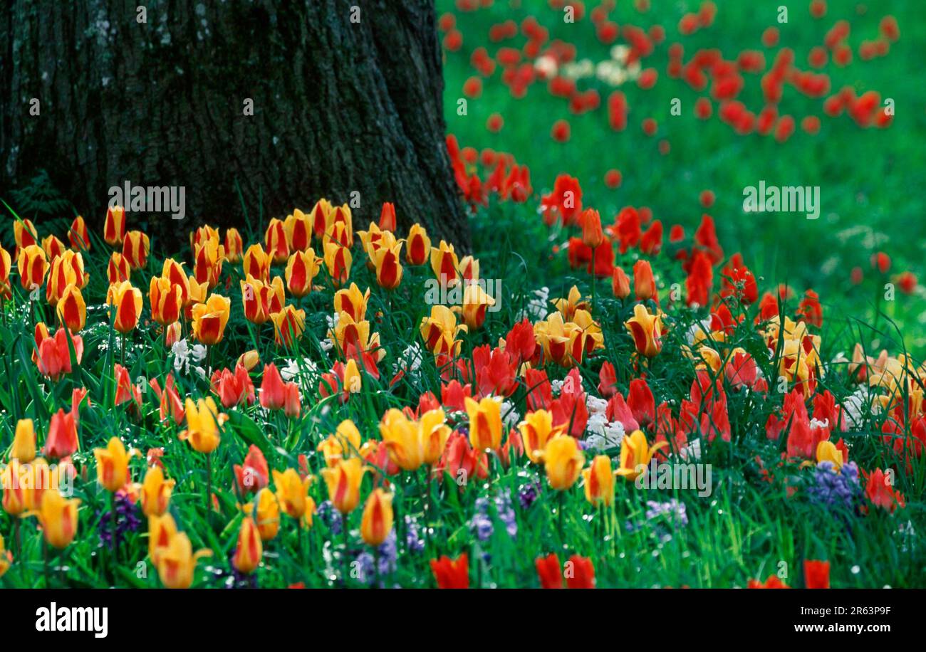 Bulbous trees hi-res stock photography and images - Alamy