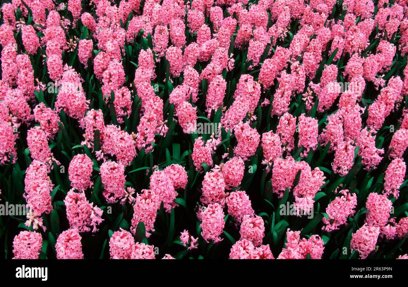 Hyacinths 'Fondant' (Hyacinthus orientalis hybrid), Hyacinths 'Fondant ...