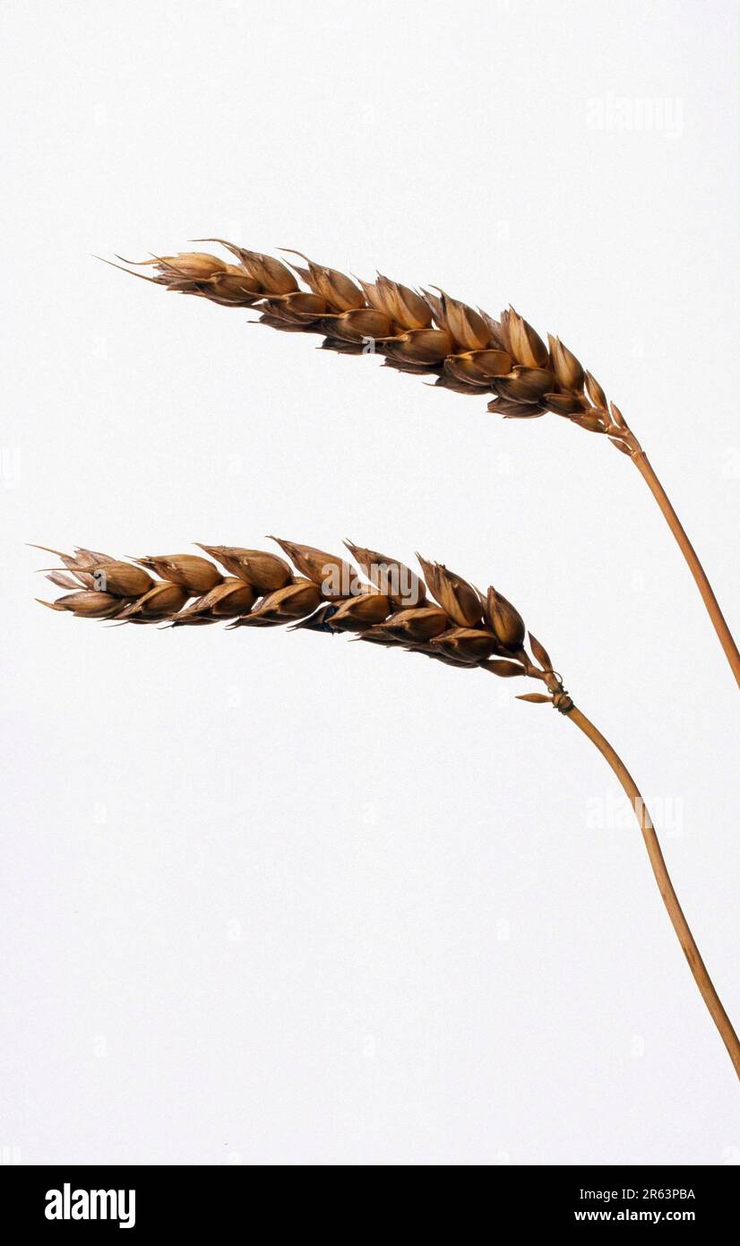 Wheat (Triticum aestivum) ears, Weizenaehren, [Pflanzen, plants ...