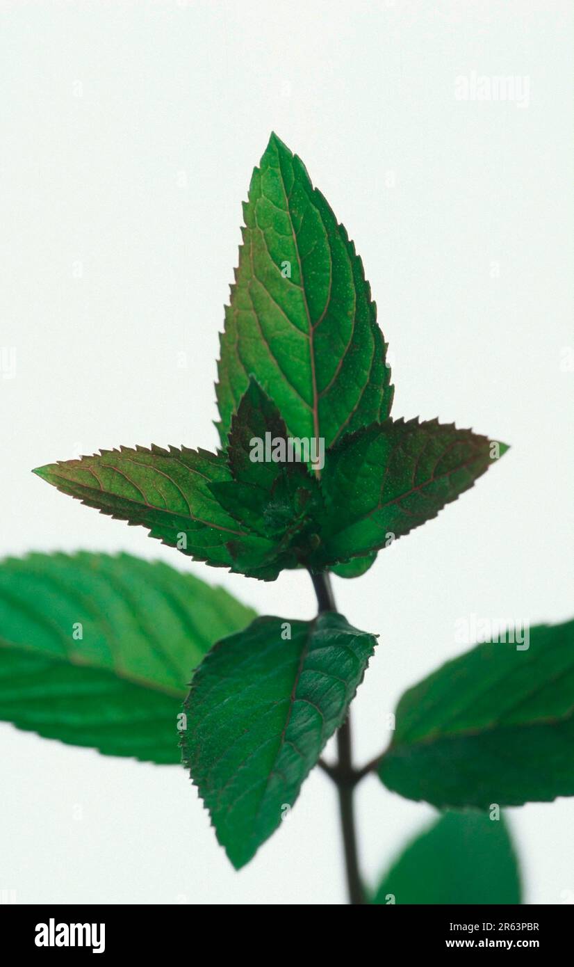 Peppermint (Labiatae) (Mentha x piperita), Europe, plants, spice plants ...