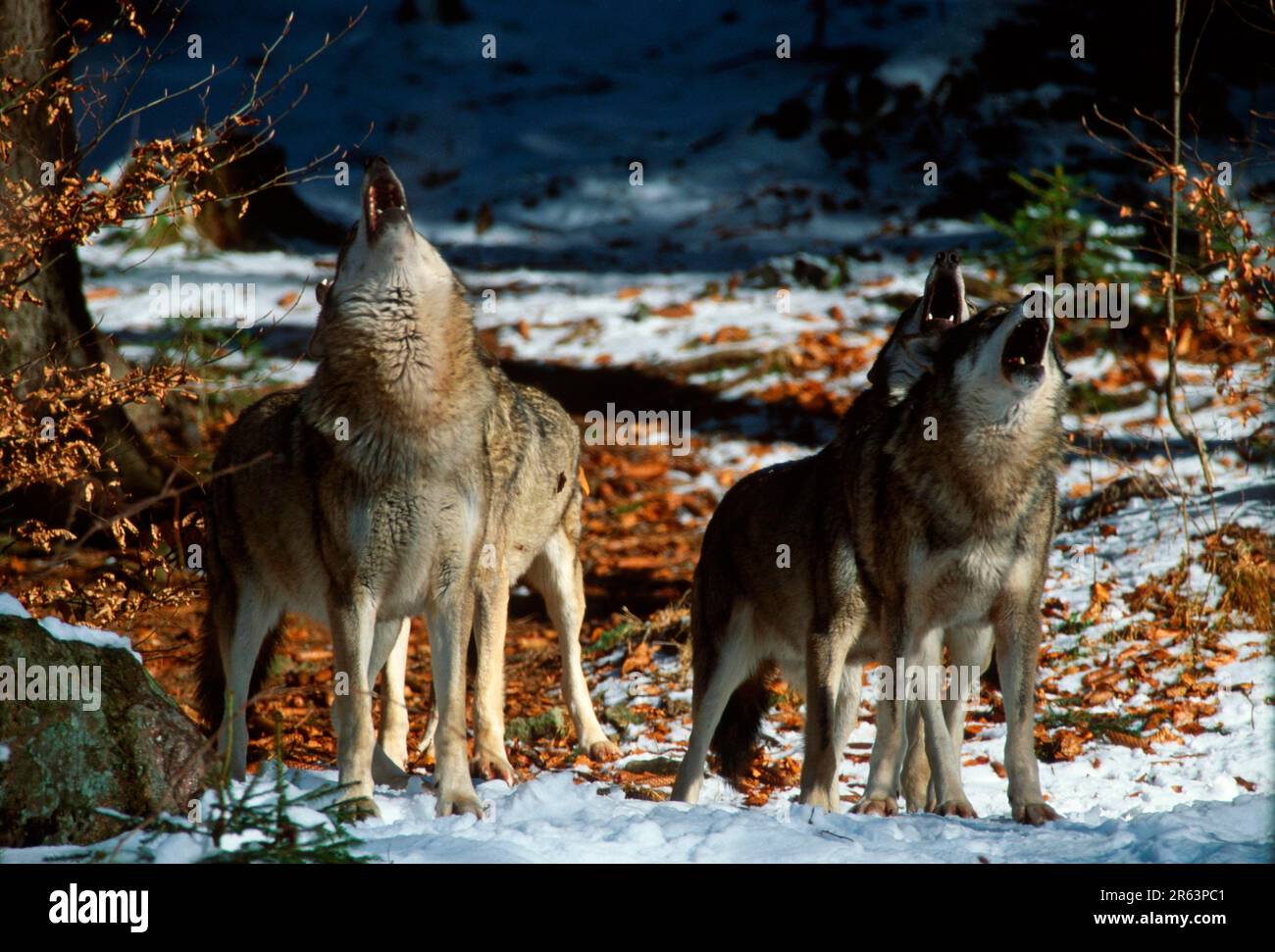 Gray wolves (Canis lupus), howling pack in late winter, Wolves, howling ...