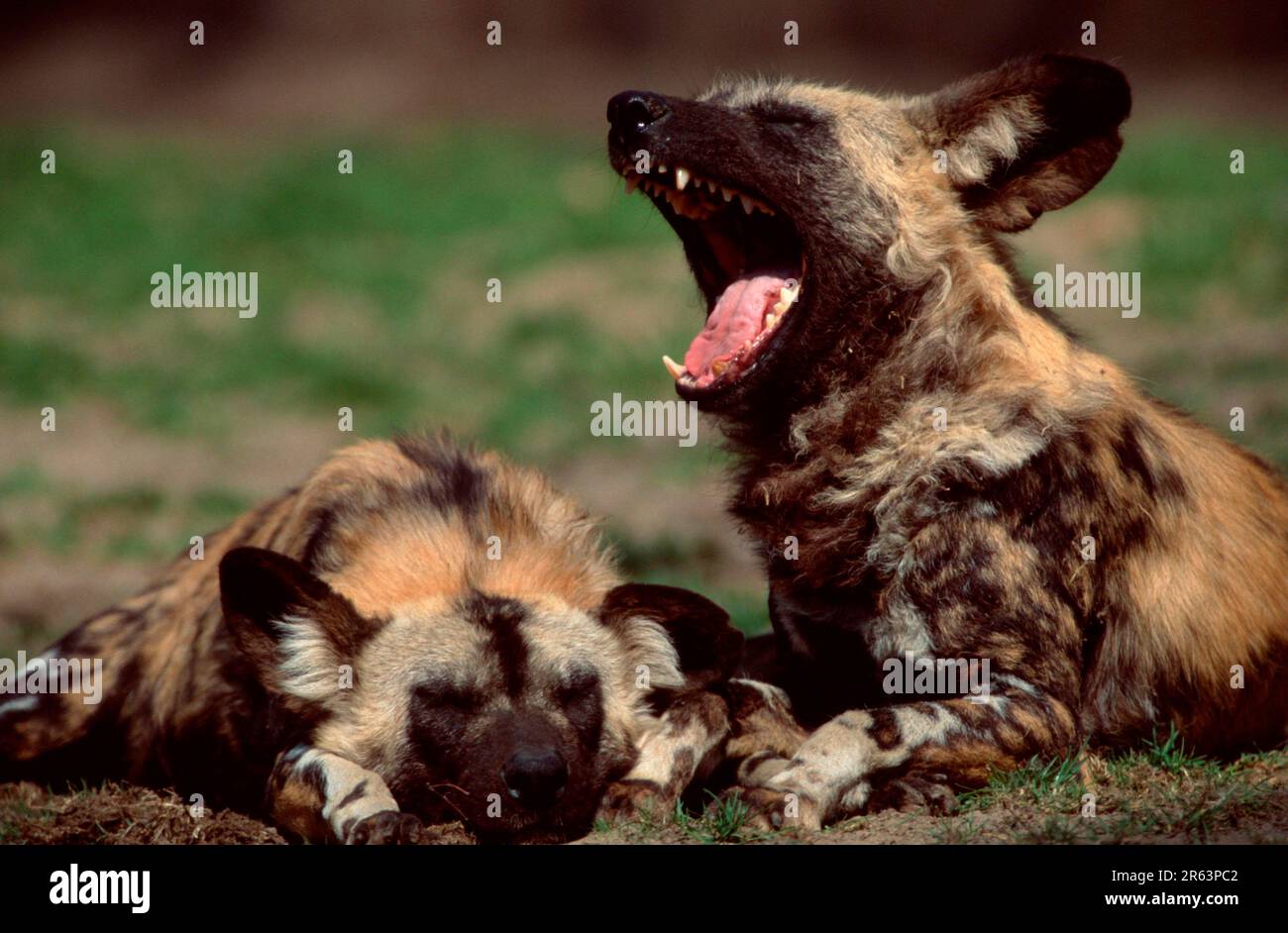 African hunting dogs (Lycaon pictus), african wild dog Stock Photo - Alamy