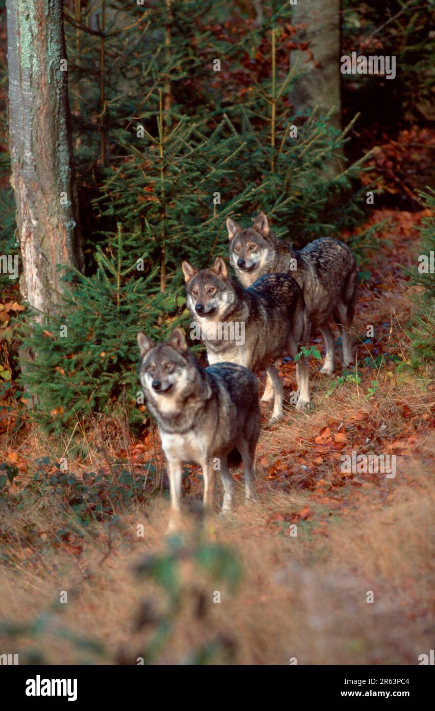 Wolf pack three wolves hi-res stock photography and images - Alamy