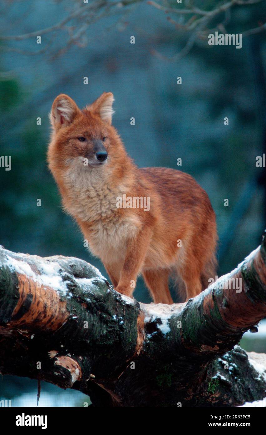 Mammal dhole hi-res stock photography and images - Alamy