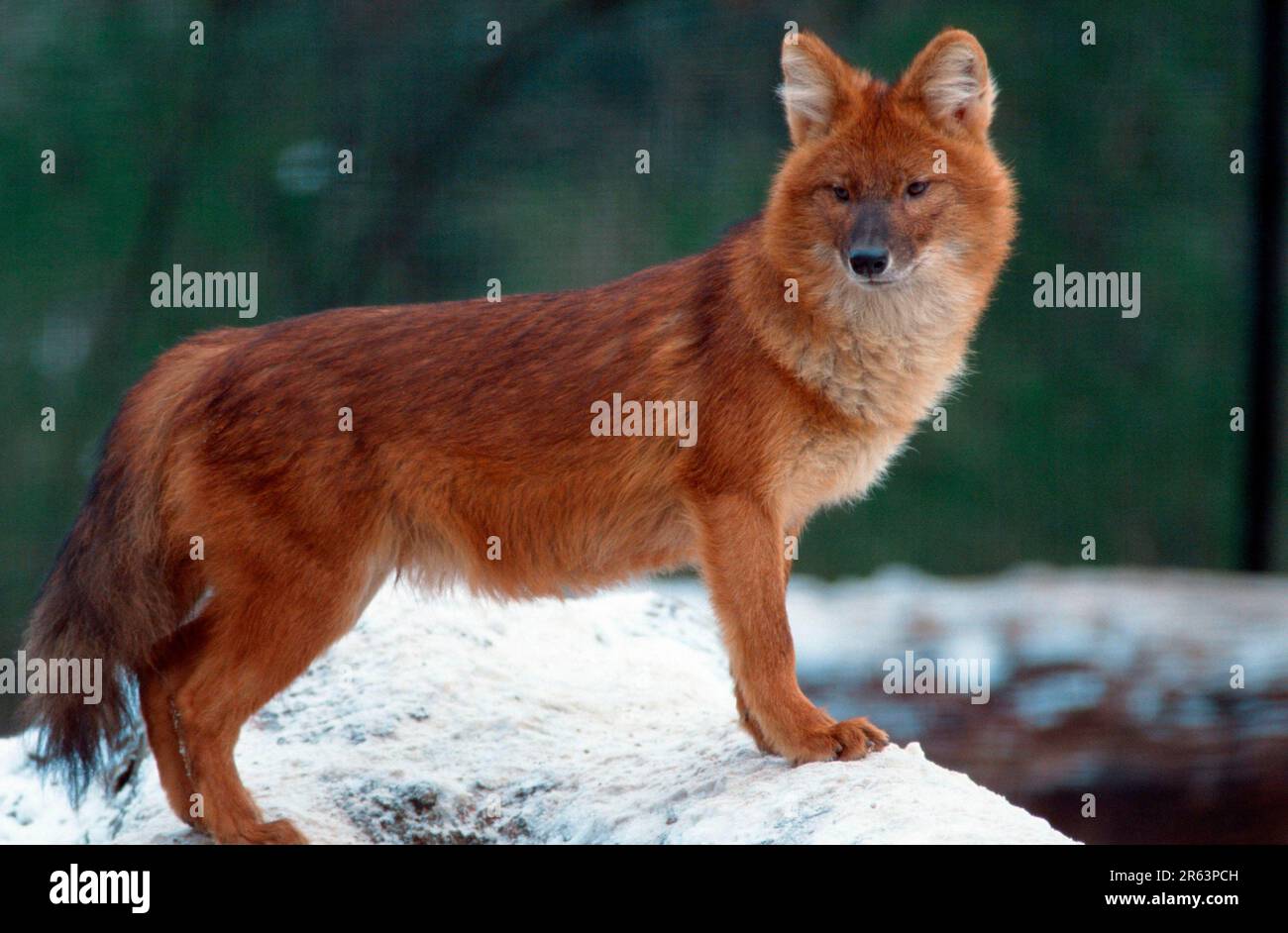 Dhole asia hi-res stock photography and images - Alamy