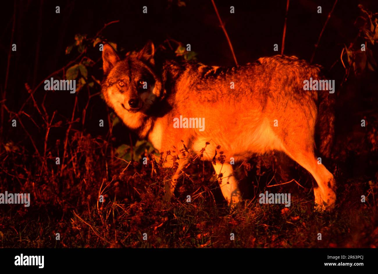 Wolf light hi-res stock photography and images - Alamy