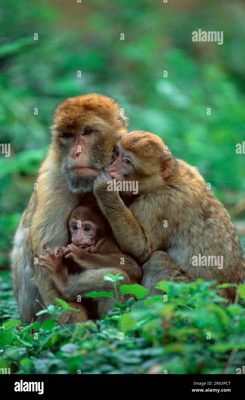 Barbary Monkeys, female with youngs (Macaca silvanus Stock Photo - Alamy
