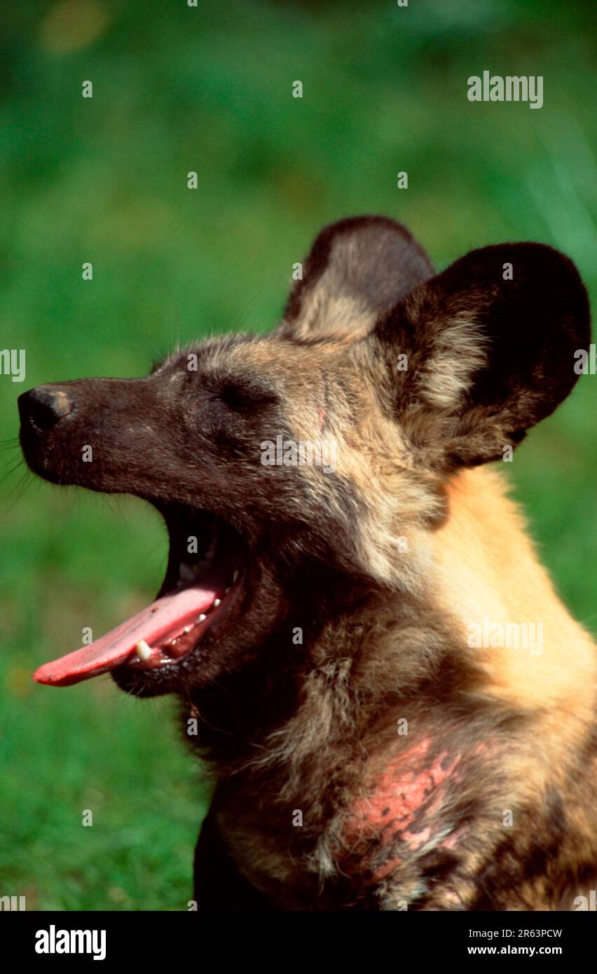African african wild dog (Lycaon pictus Stock Photo - Alamy