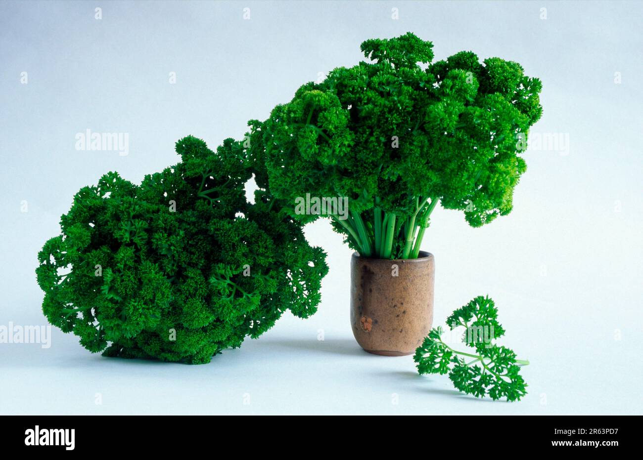 Parsley (Umbelliferae) (Petroselinum crispum), Curly parsley, Plants ...