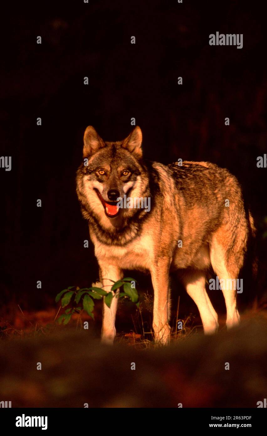 Wolf light hi-res stock photography and images - Alamy
