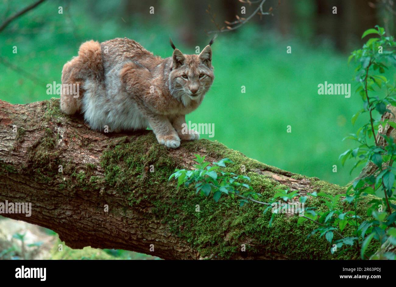 European Lynx (Lynx lynx Stock Photo - Alamy