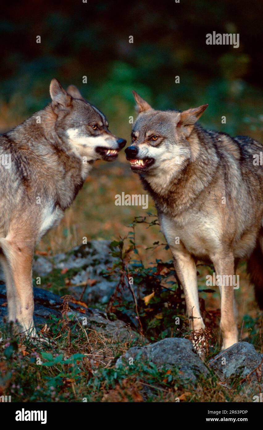 Gray wolves (Canis lupus), threat indicator Stock Photo - Alamy