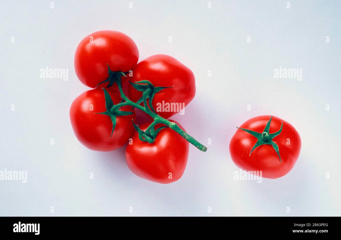 Tomatoes (Solanum lycopersicum) (plants) (fruit) (crop) (nightshade ...