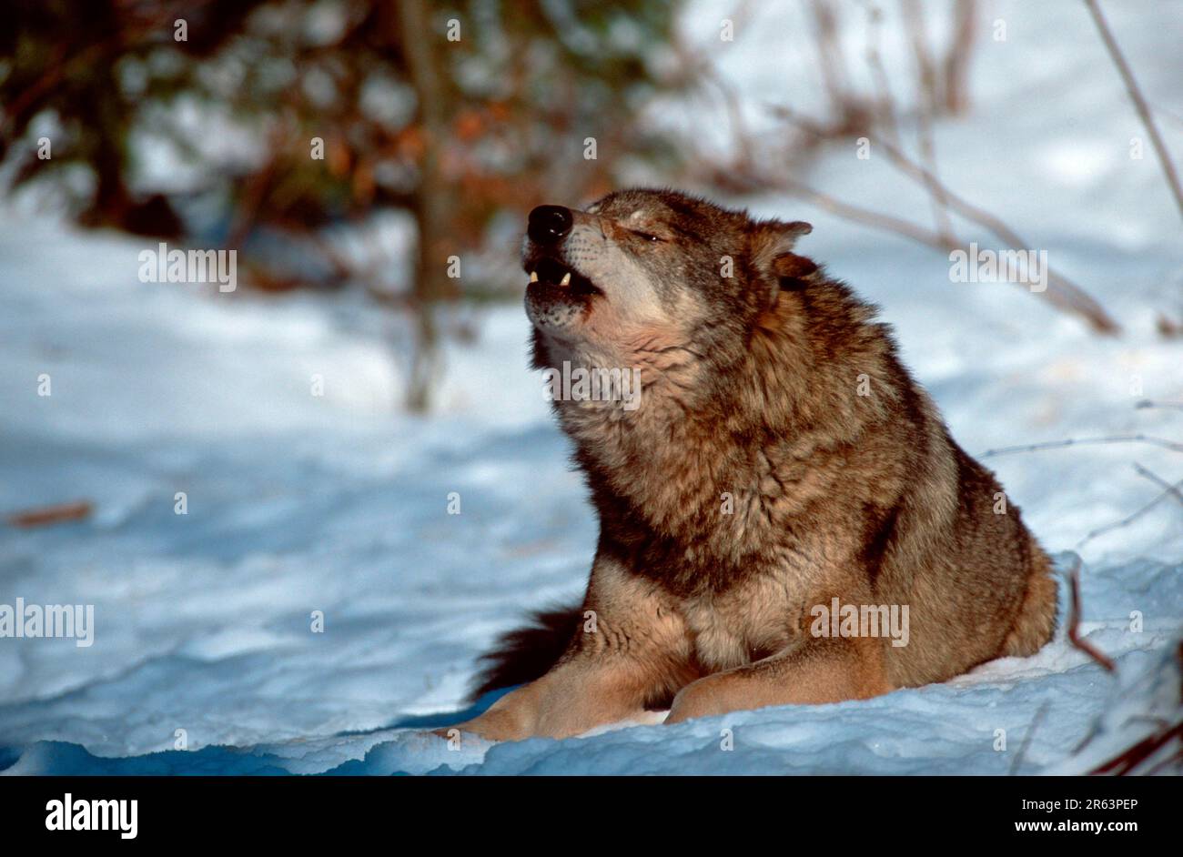 Gray wolf (Canis lupus), in winter, howling, wolf in winter, howling ...
