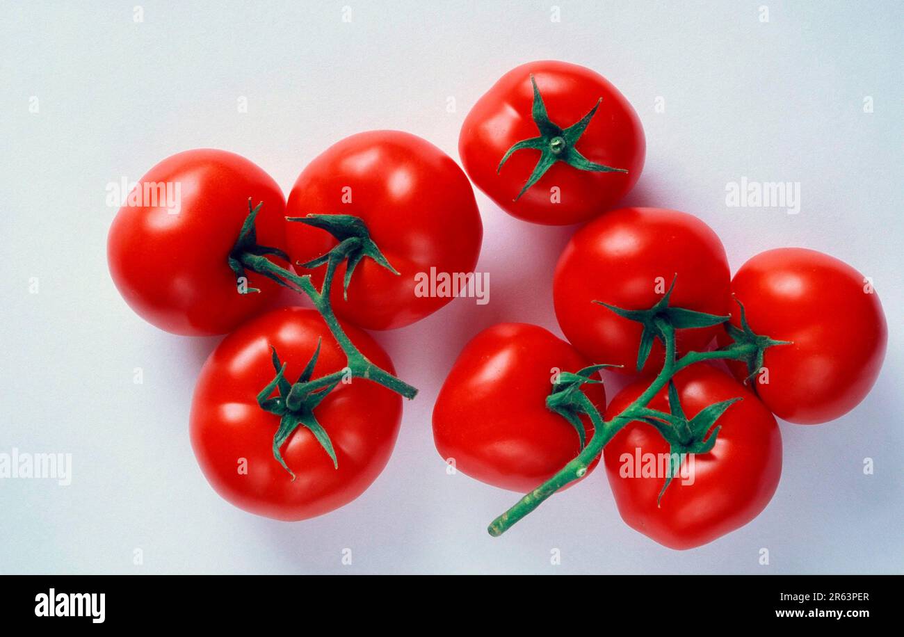 Tomatoes (Solanum lycopersicum) (plants) (fruit) (crop) (nightshade ...