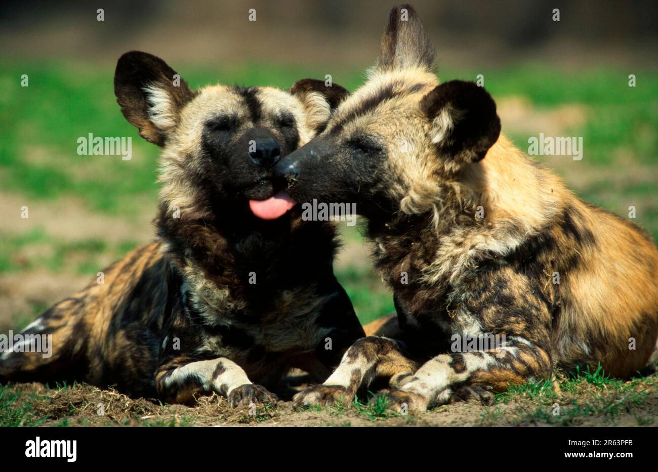 African hunting dogs (Lycaon pictus), african wild dog Stock Photo - Alamy