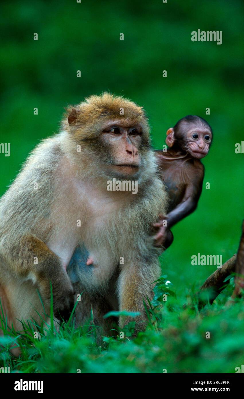 Barbary Monkeys, female with young (Macaca silvanus Stock Photo - Alamy