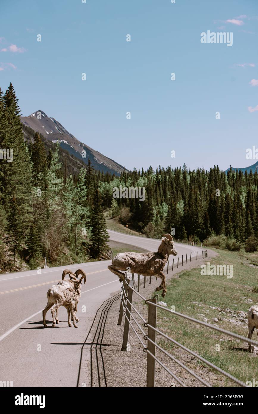 Goats passing by hi-res stock photography and images - Alamy