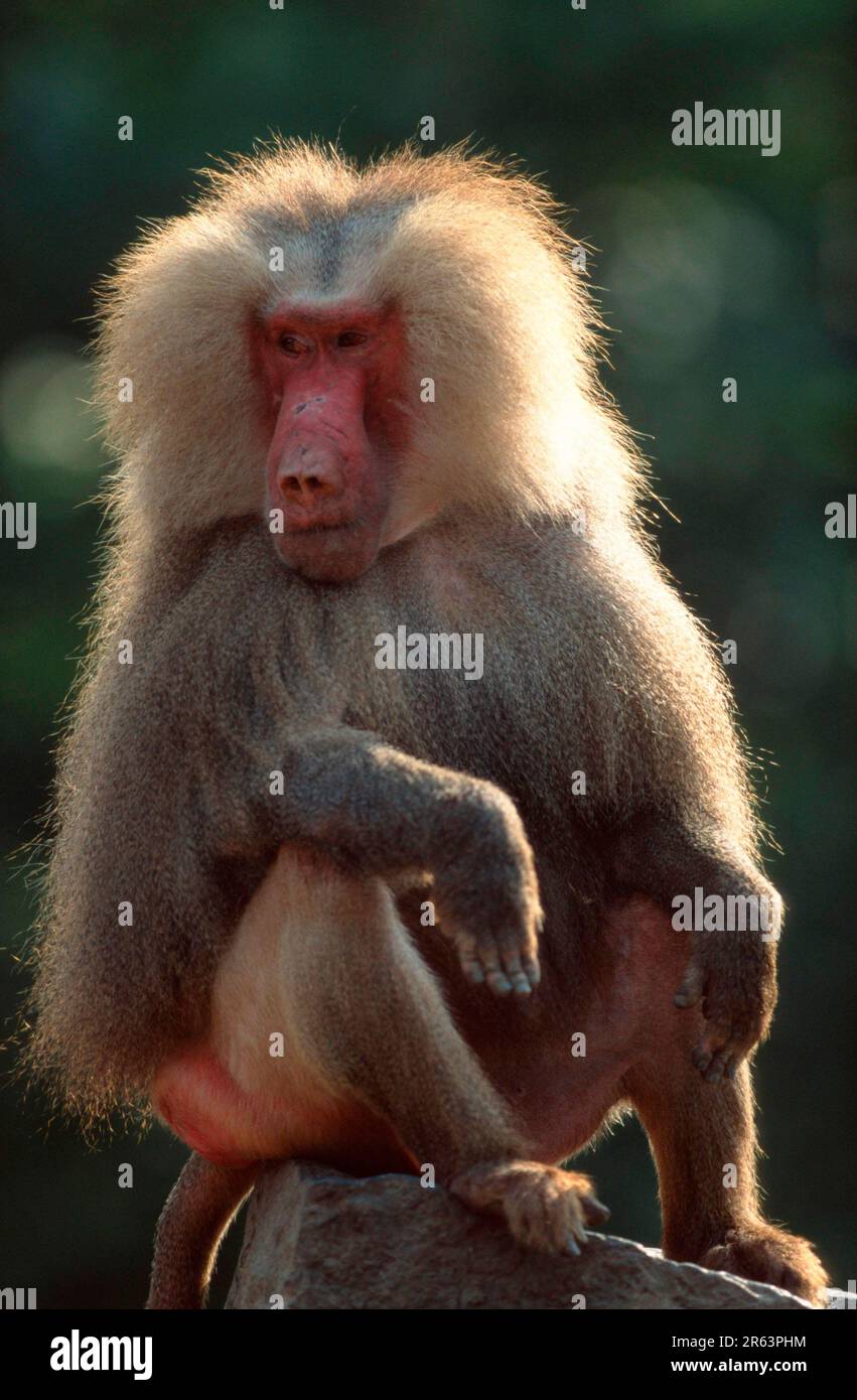 Hamadryas baboon (Papio hamadryas), male Stock Photo - Alamy