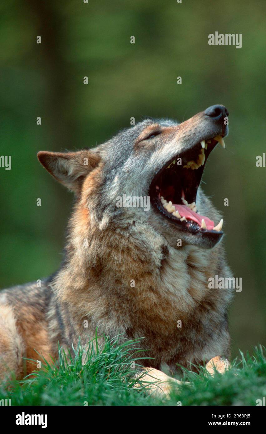 Gray wolf (Canis lupus), yawning, yawning Stock Photo - Alamy