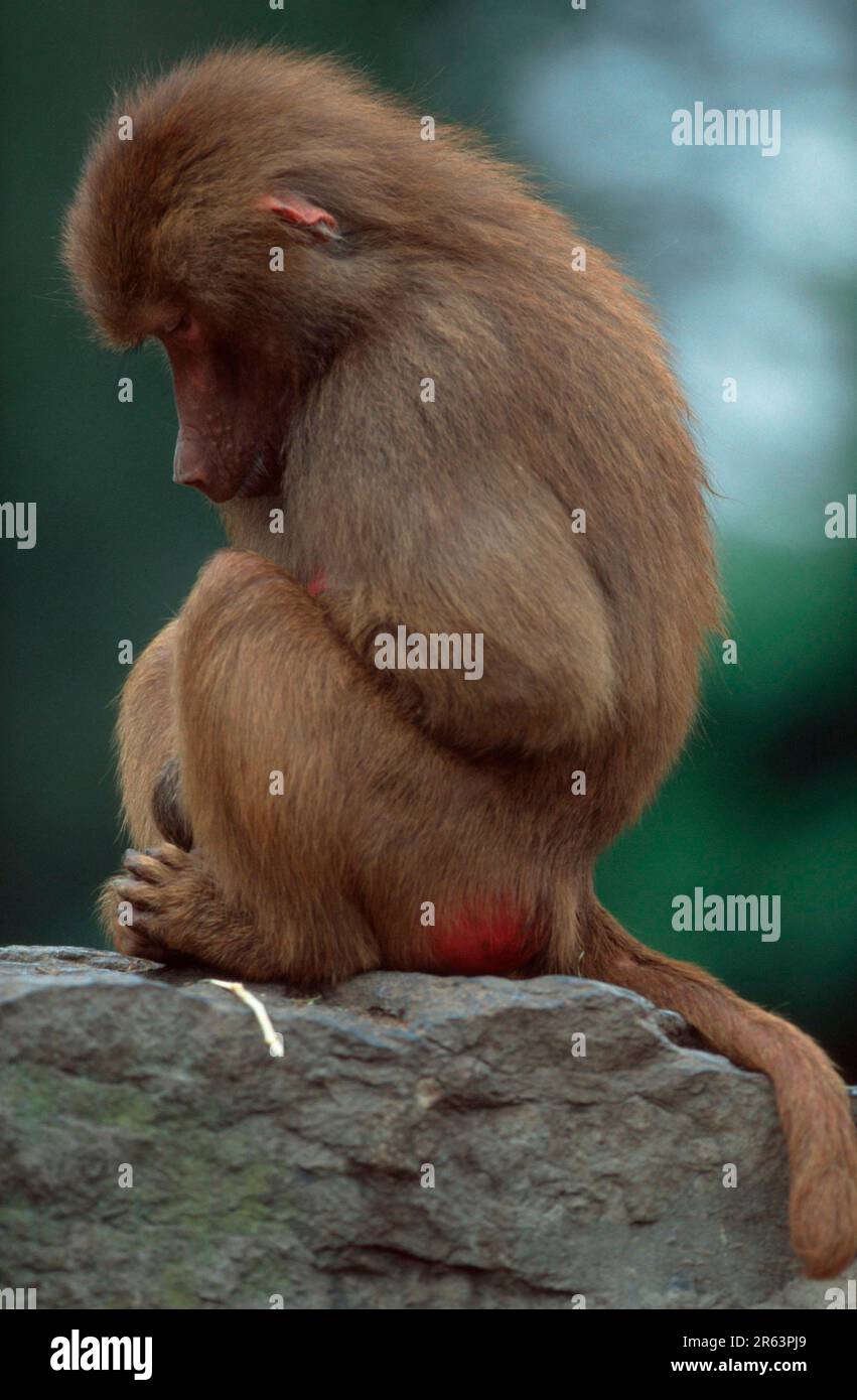 Hamadryas baboon (Papio hamadryas), female, side Stock Photo - Alamy