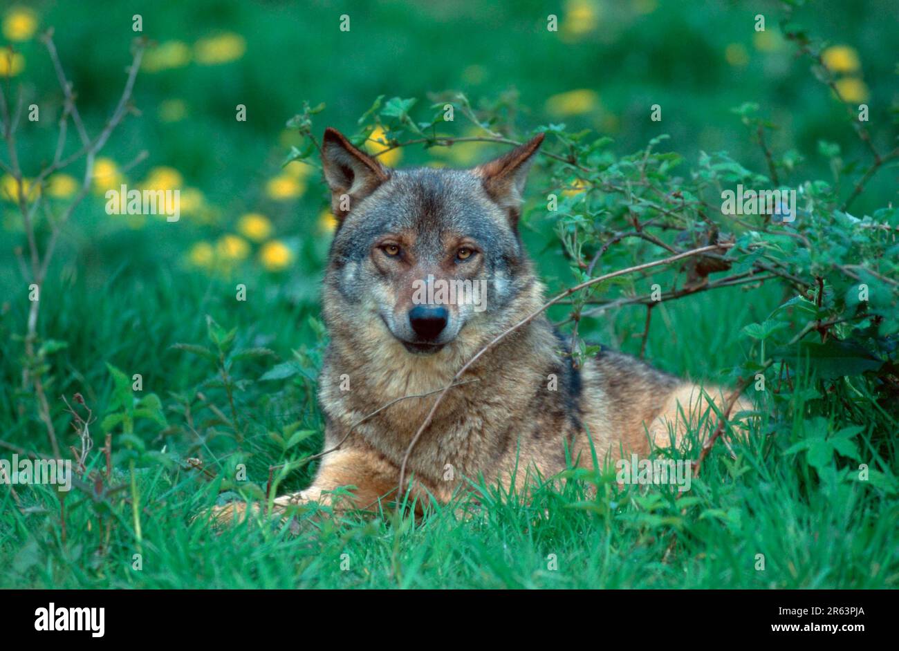 Grey Wolf (Canis lupus Stock Photo - Alamy