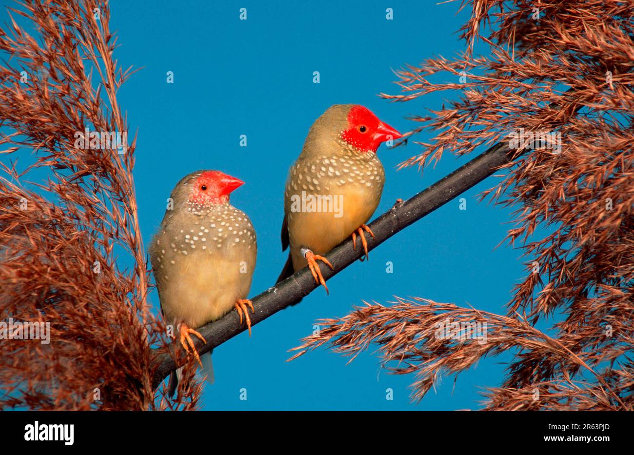 Star finches hi-res stock photography and images - Alamy