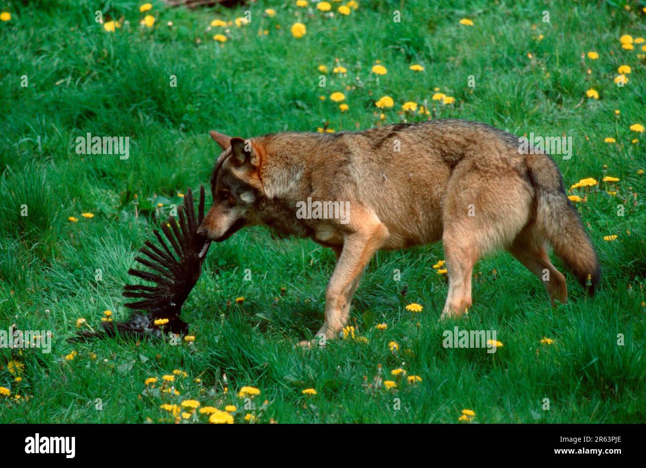 Wolf with dead crow (Canis lupus Stock Photo - Alamy