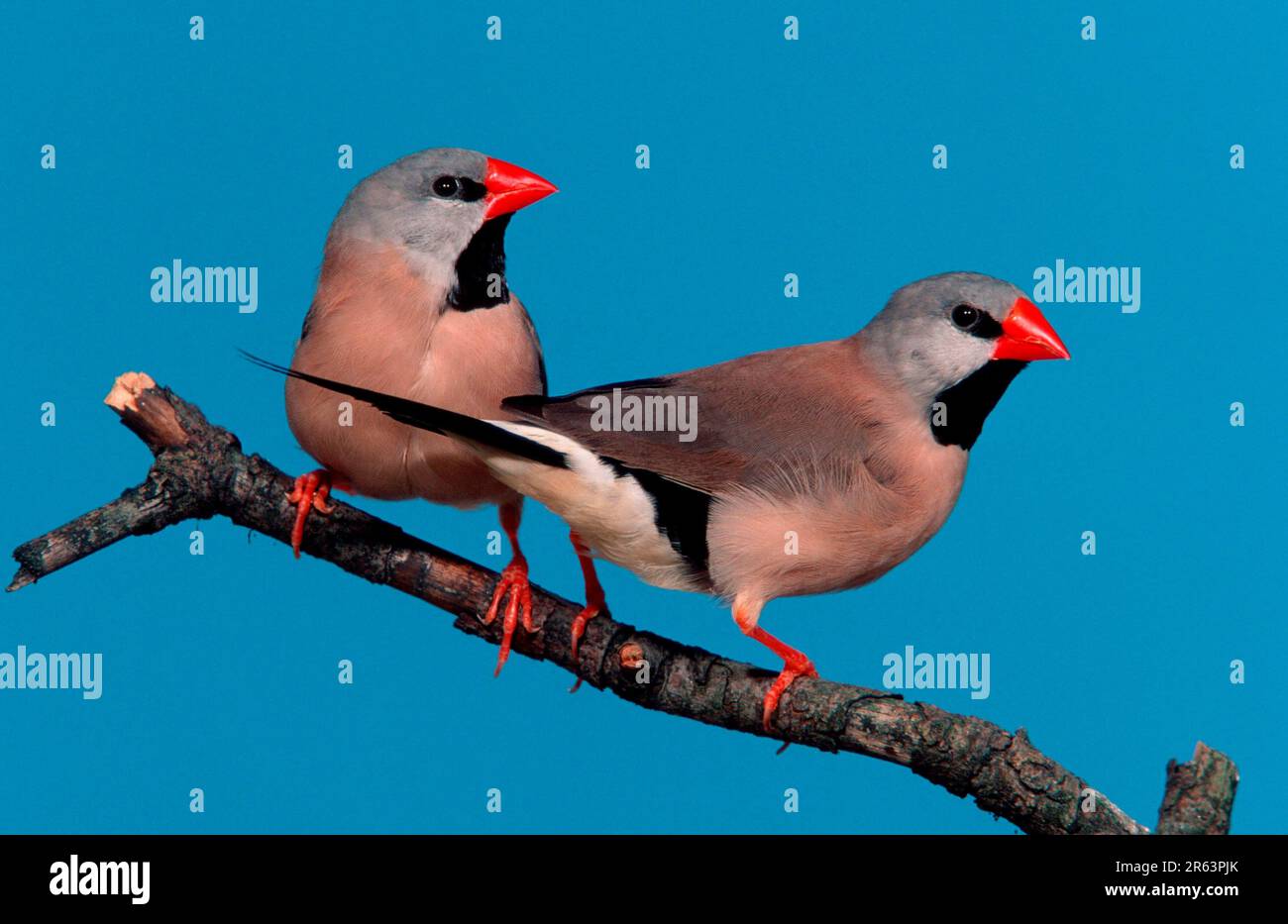 Red tailed finches hi-res stock photography and images - Alamy