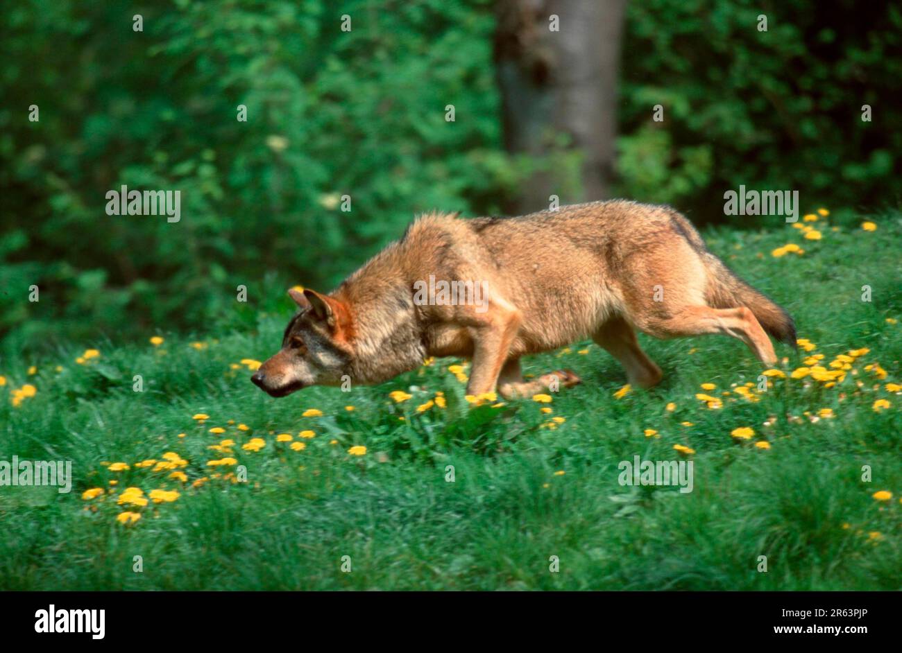 Wolf (Canis lupus), side, sneaking Stock Photo - Alamy