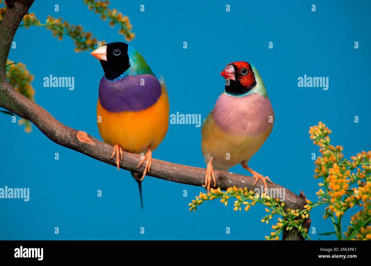 Identification Gouldian Finch Male And Female Difference at Dominic ...