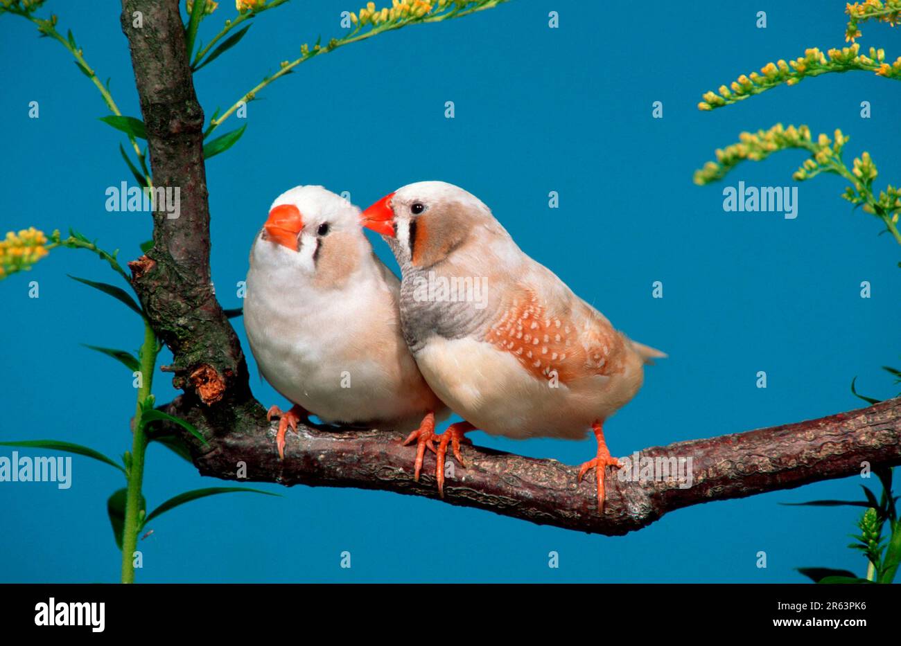 Zebra finches (Taeniopygia guttata), pair, cheeks, male stroking female ...