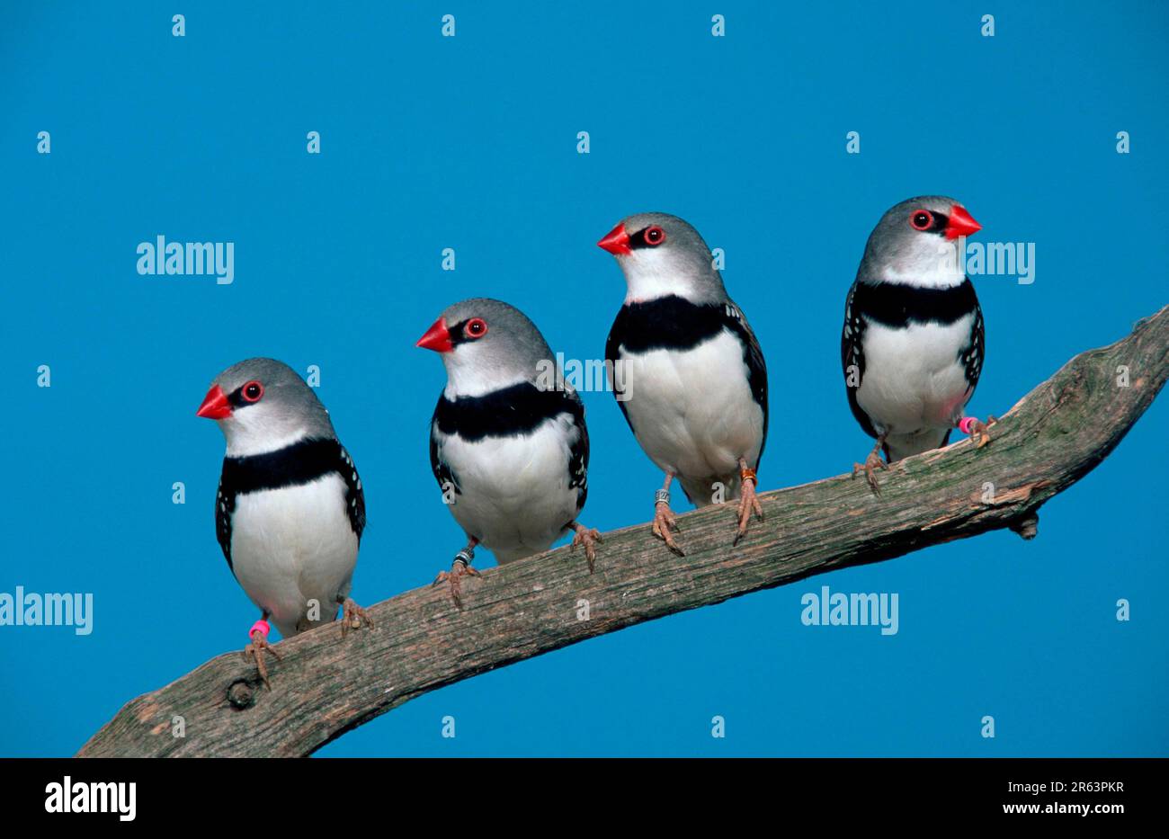 Diamond firetail (Stagonopleura guttata Stock Photo - Alamy
