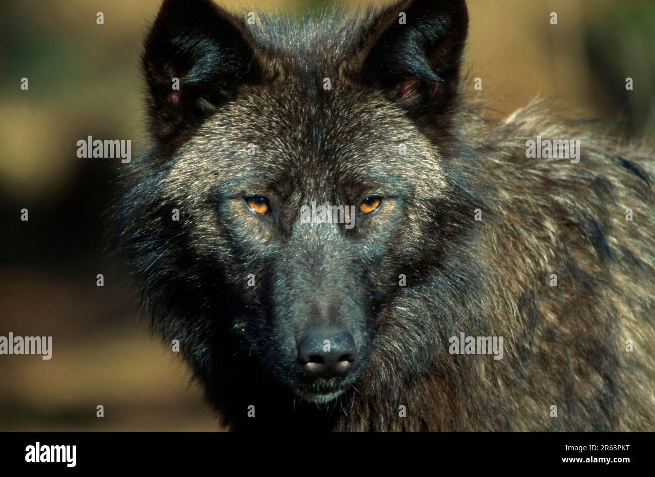 Black and grey wolf hi-res stock photography and images - Alamy