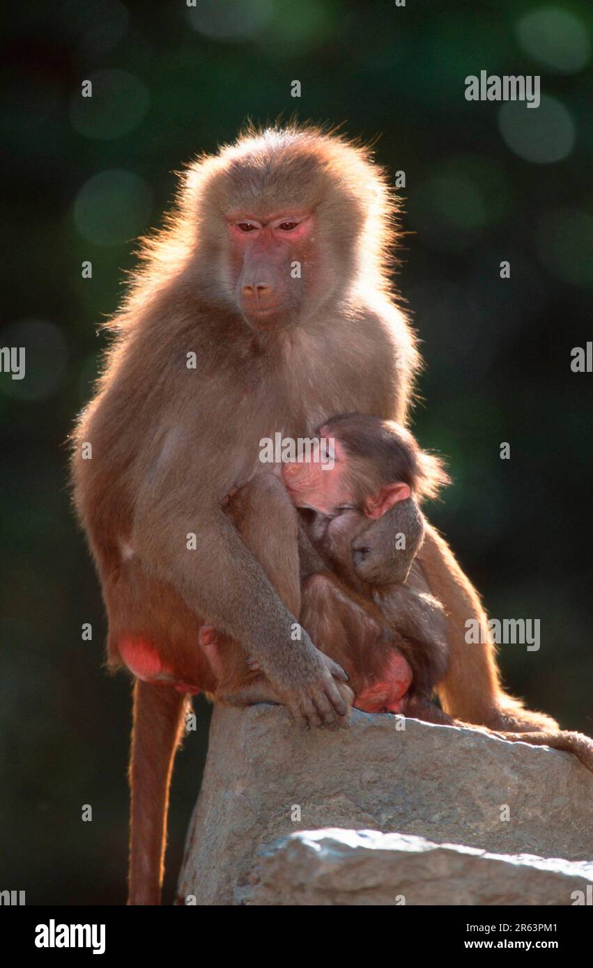 Female hamadryas baboon hi-res stock photography and images - Alamy