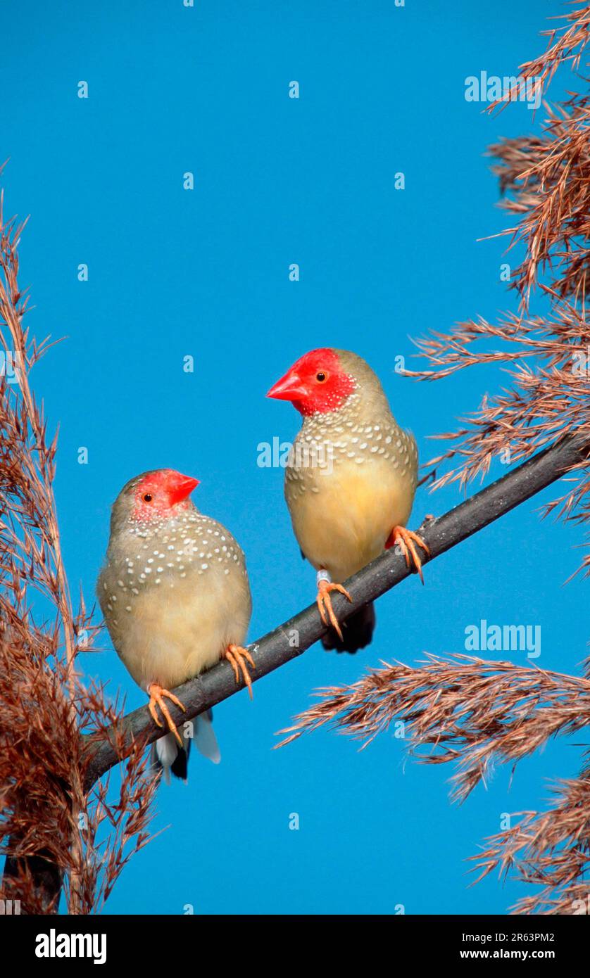 Star finches hi-res stock photography and images - Alamy