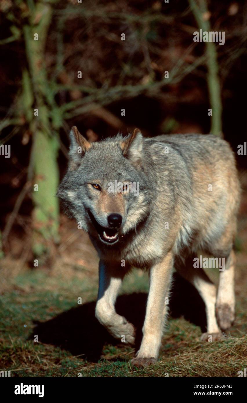Gray wolf (Canis lupus), running, walking Stock Photo - Alamy