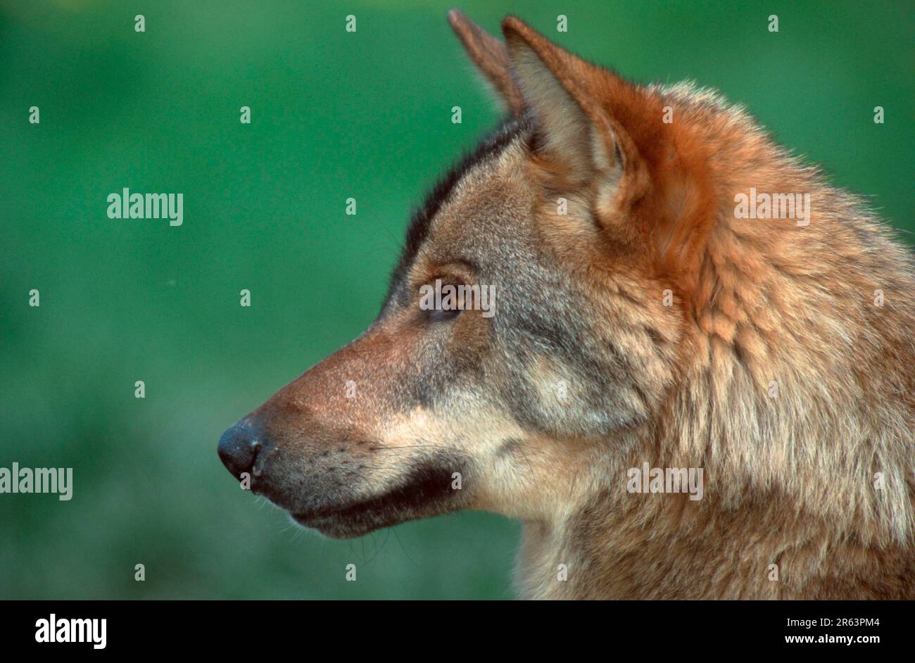 Wolf side profile hi-res stock photography and images - Alamy