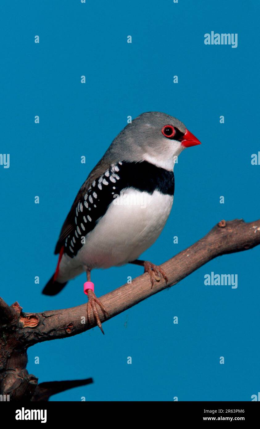 Stagonopleura guttata bird hi-res stock photography and images - Alamy