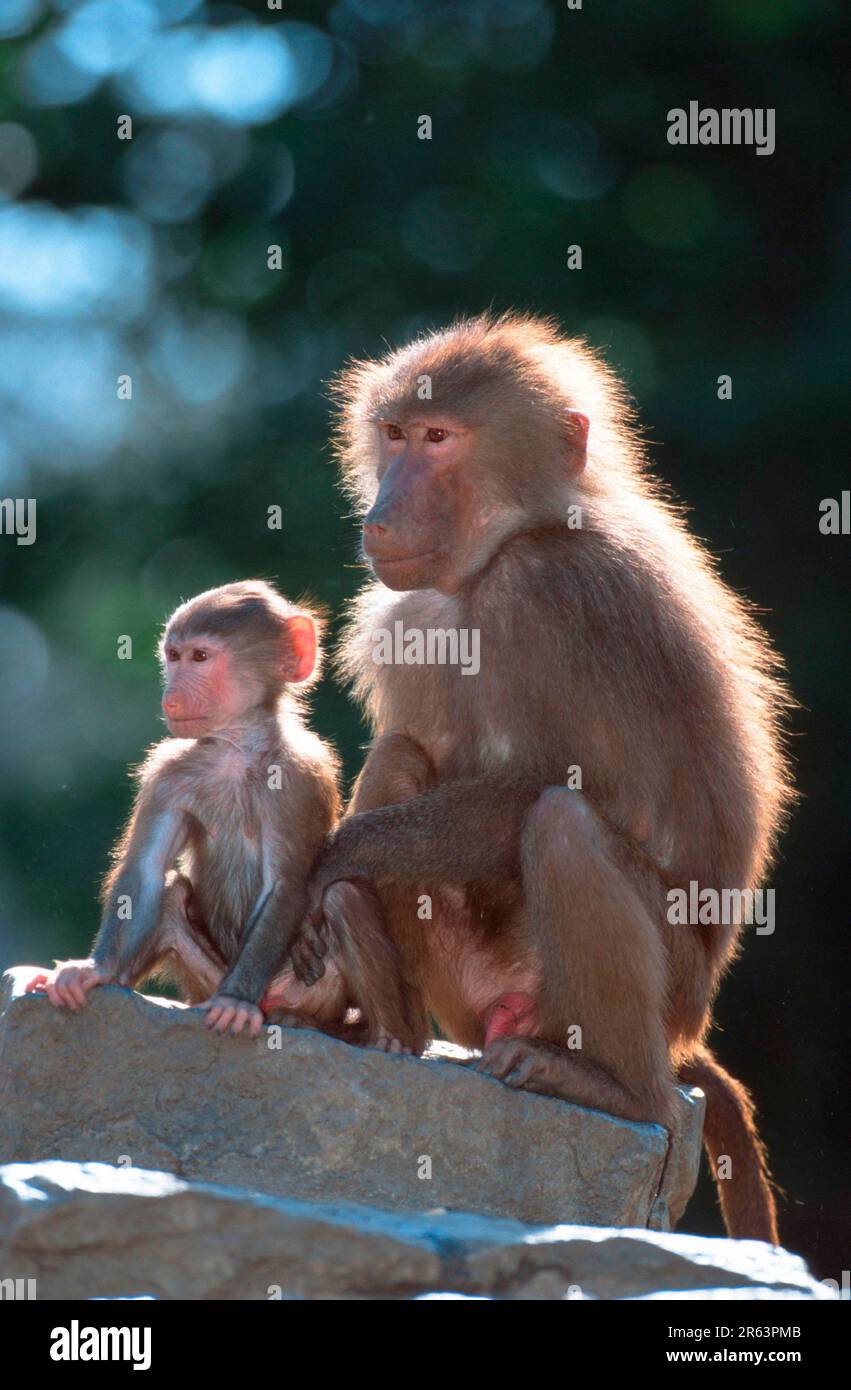 (Hamadryas) Baboons (Papio hamadryas), young male and young Stock Photo ...