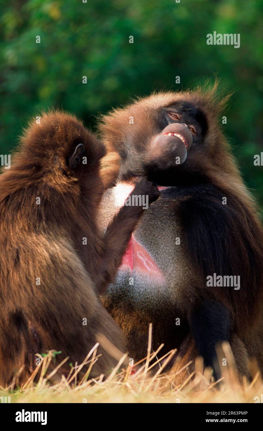 Gelada Baboons (Theropithecus gelada), pair, grooming Stock Photo - Alamy
