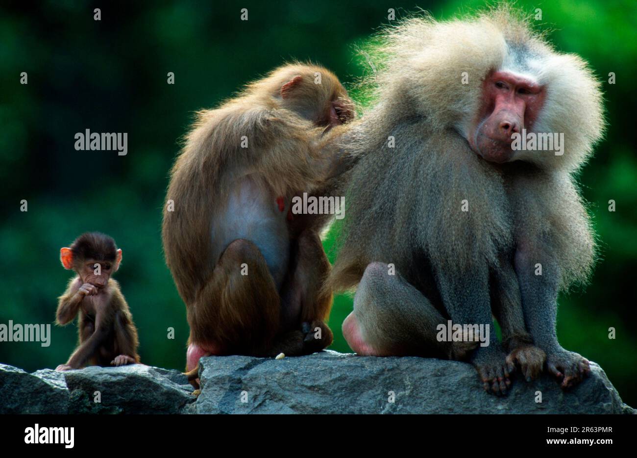 Hamadryas baboons (Papio hamadryas), pair and young, female grooms male ...