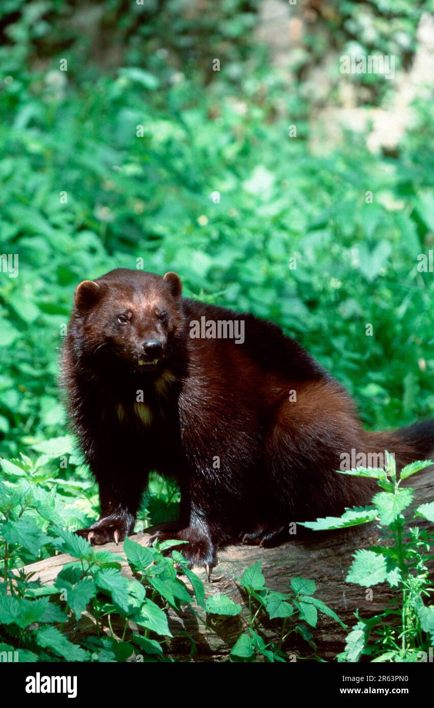 Wolverine (Gulo gulo Stock Photo - Alamy