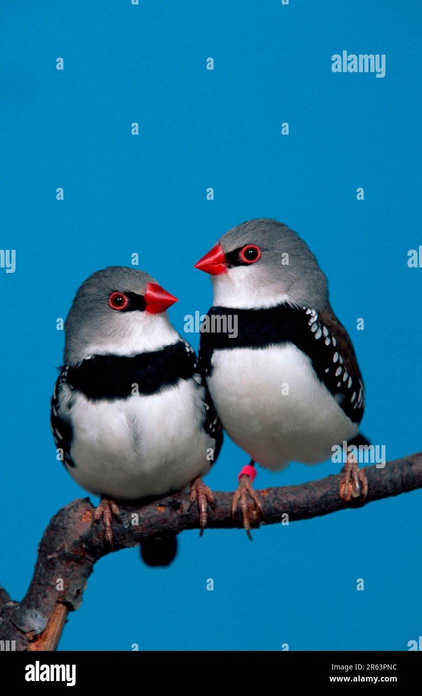 Diamond Firetails (Stagonopleura guttata), diamond firetail Stock Photo ...