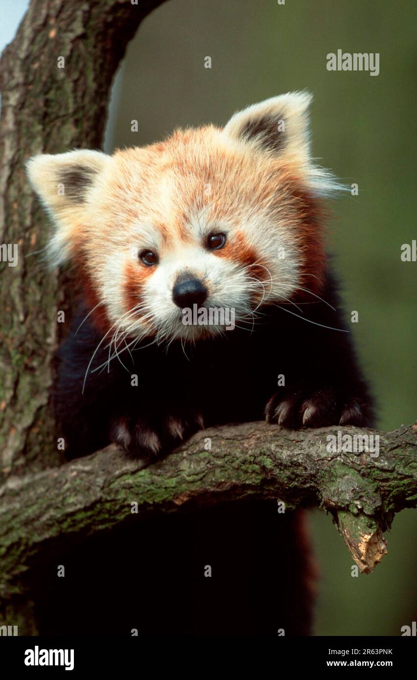 Panda head stand hi-res stock photography and images - Alamy