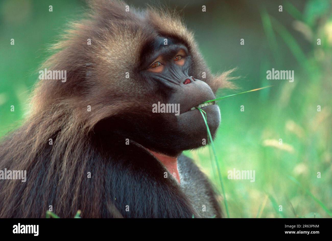 Gelada baboon theropithecus dominant hi-res stock photography and ...