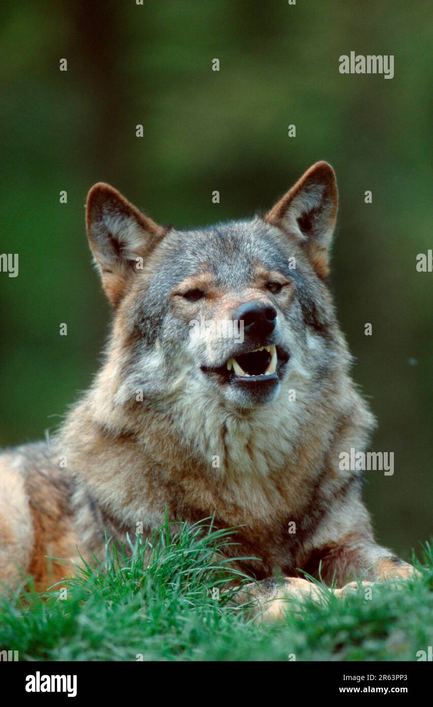 Grey wolf attack hi-res stock photography and images - Alamy