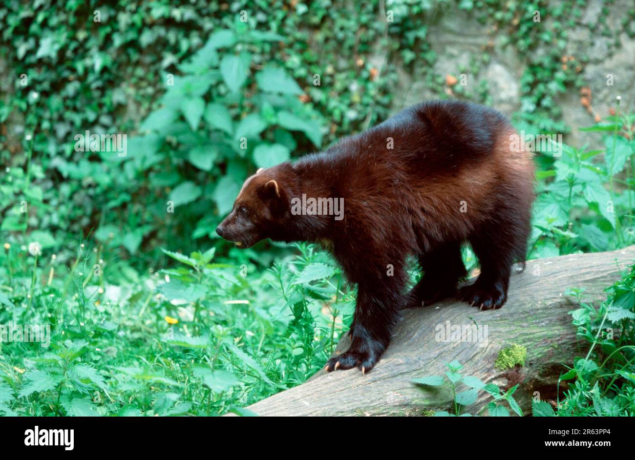 Wolverine (Gulo gulo Stock Photo - Alamy