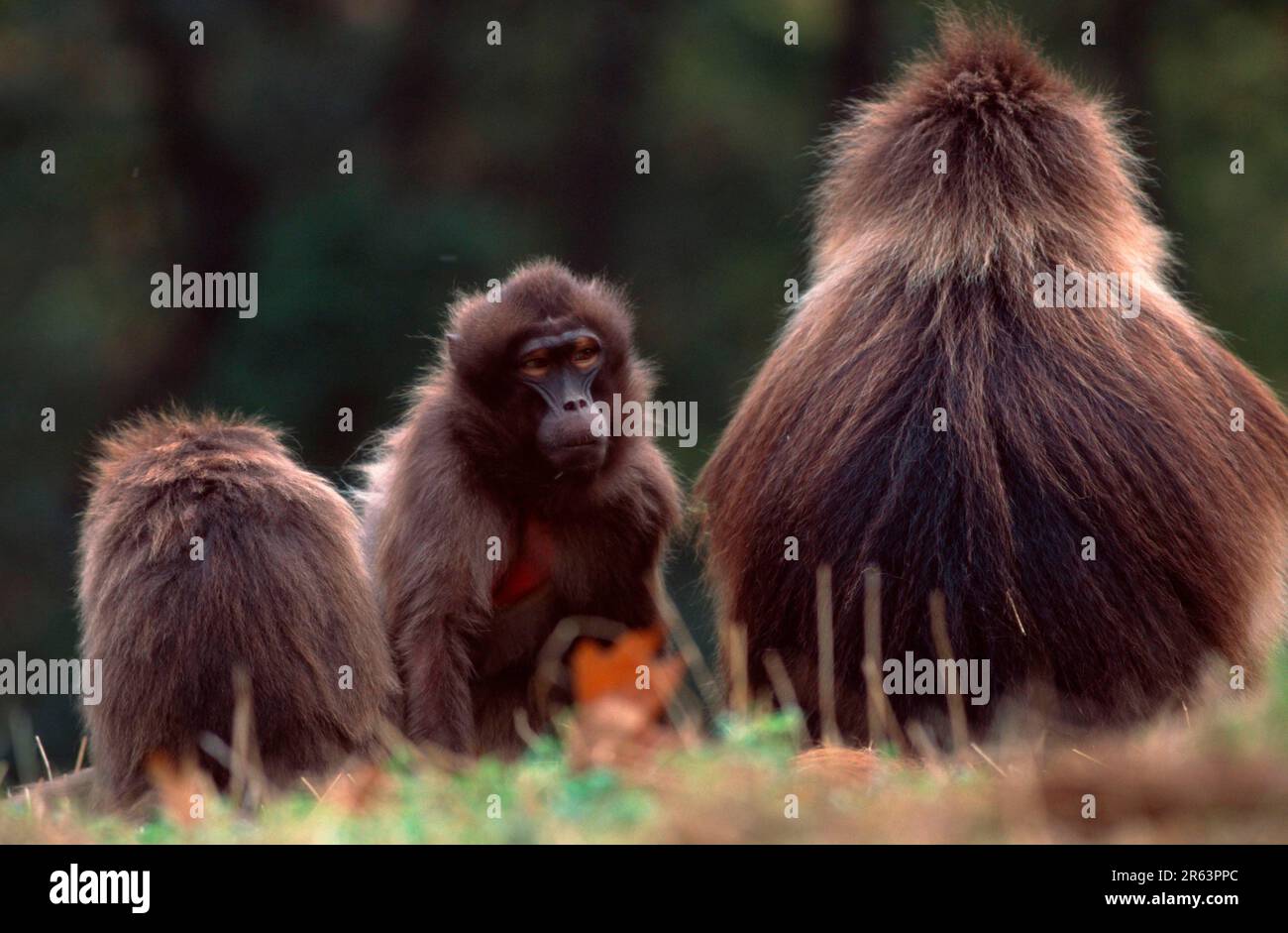 Gelada baboons (Theropithecus gelada), male and gelada baboon Stock ...
